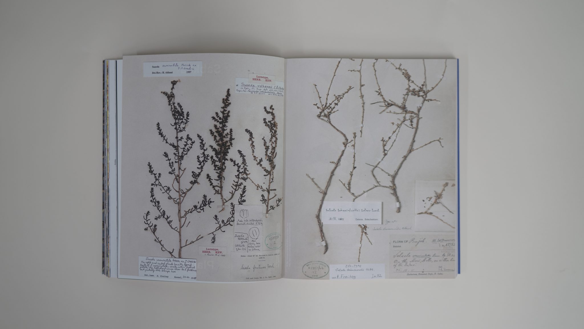 The Anatomy of Sabkhas – Canvas